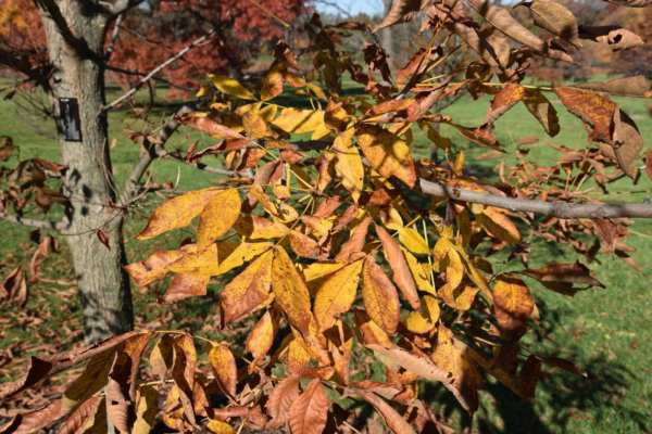 Shellbark Hickory | MSD